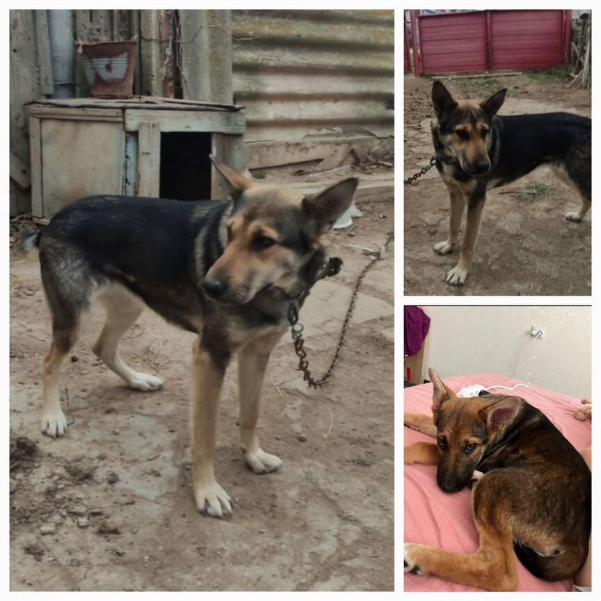 Собака в добрые руки