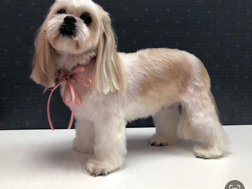 Продам ши-тцу