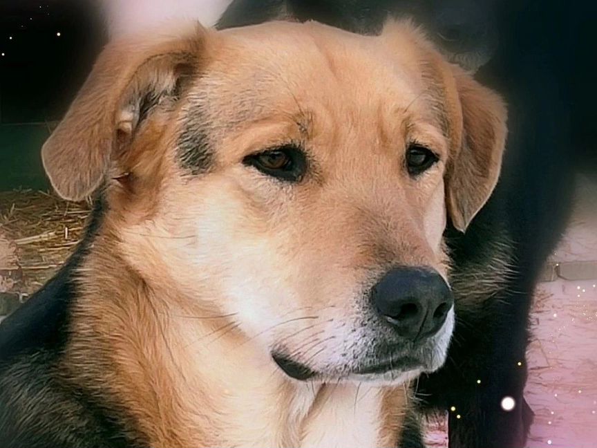 Собака в добрые руки