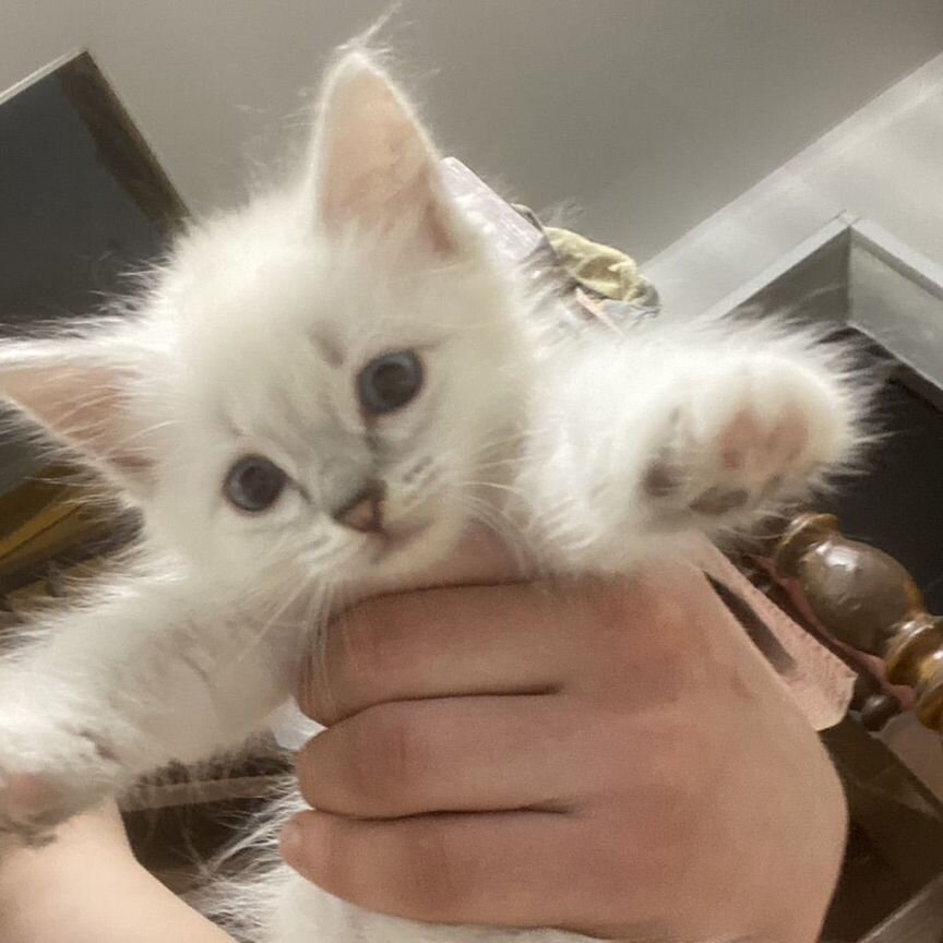 Котёнок в добрые руки