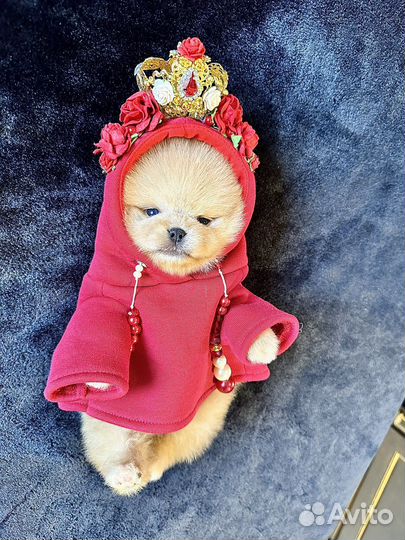 Королева померанский шпиц