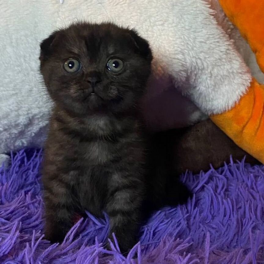 Шотландские вислоухие котята