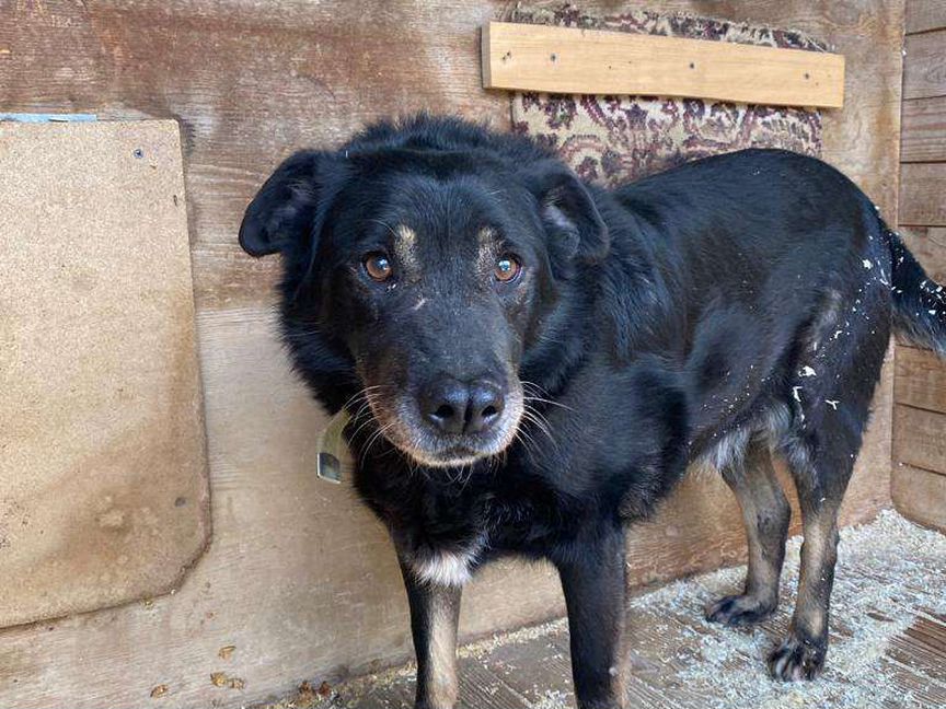 Собака томится в приюте