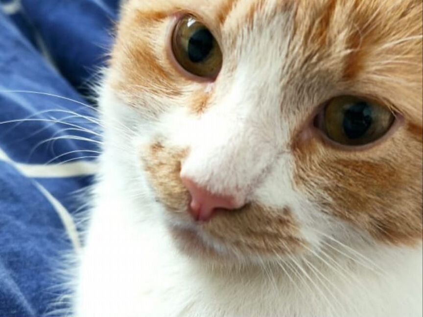 Рыжая кошка девочка