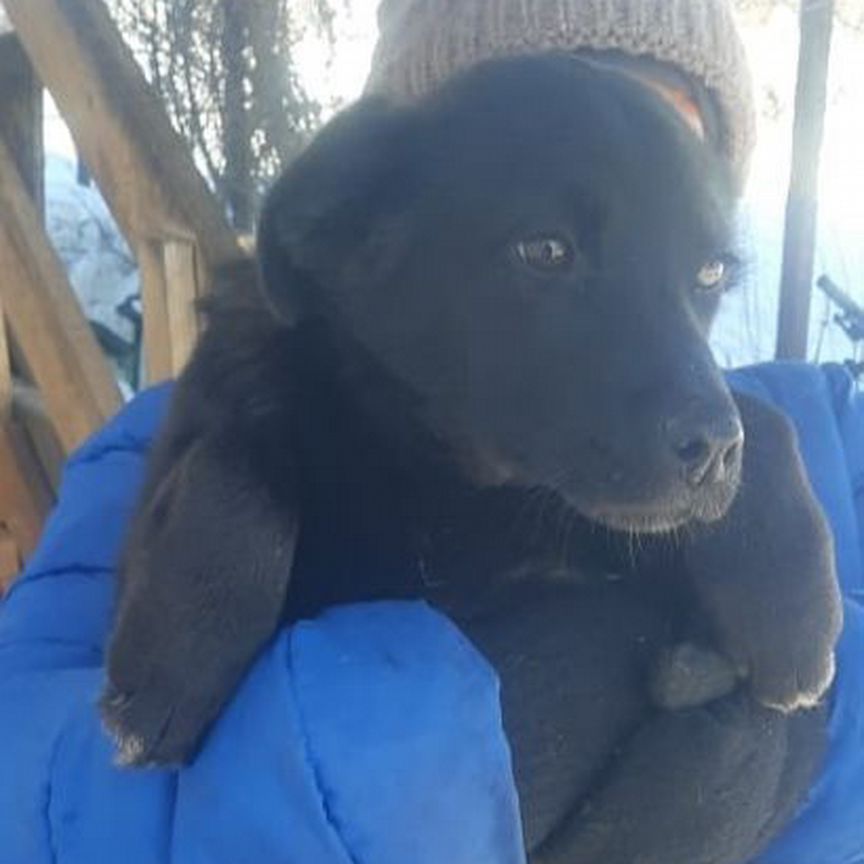 Щенок мальчик 4 мес