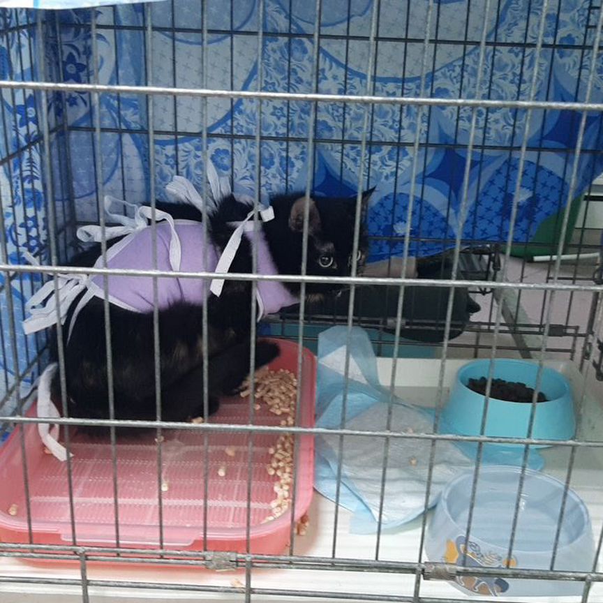 Шанс для Муси