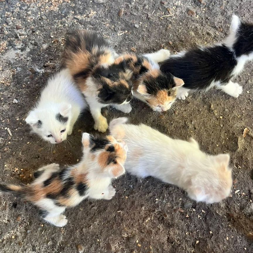 Котята в добрые руки