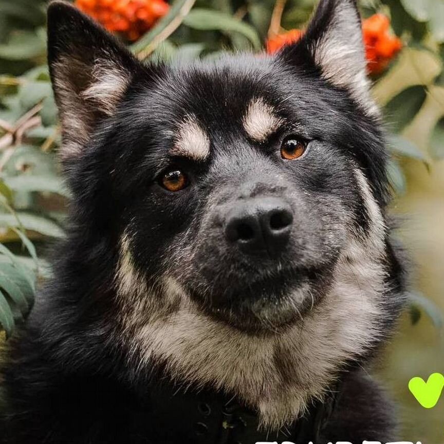 Взрослый пёс в добрые руки