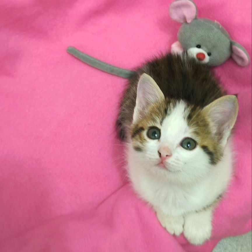 Котёнок в добрые руки
