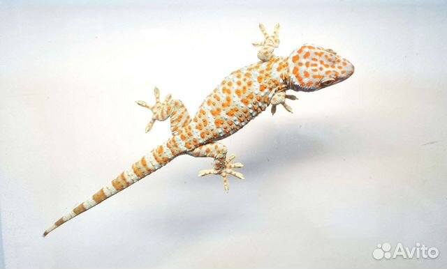 Геккон Токи