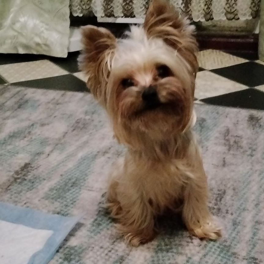 Йоркширский терьер, щенок