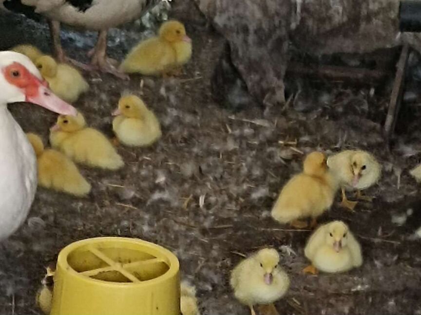 Утята индоутки