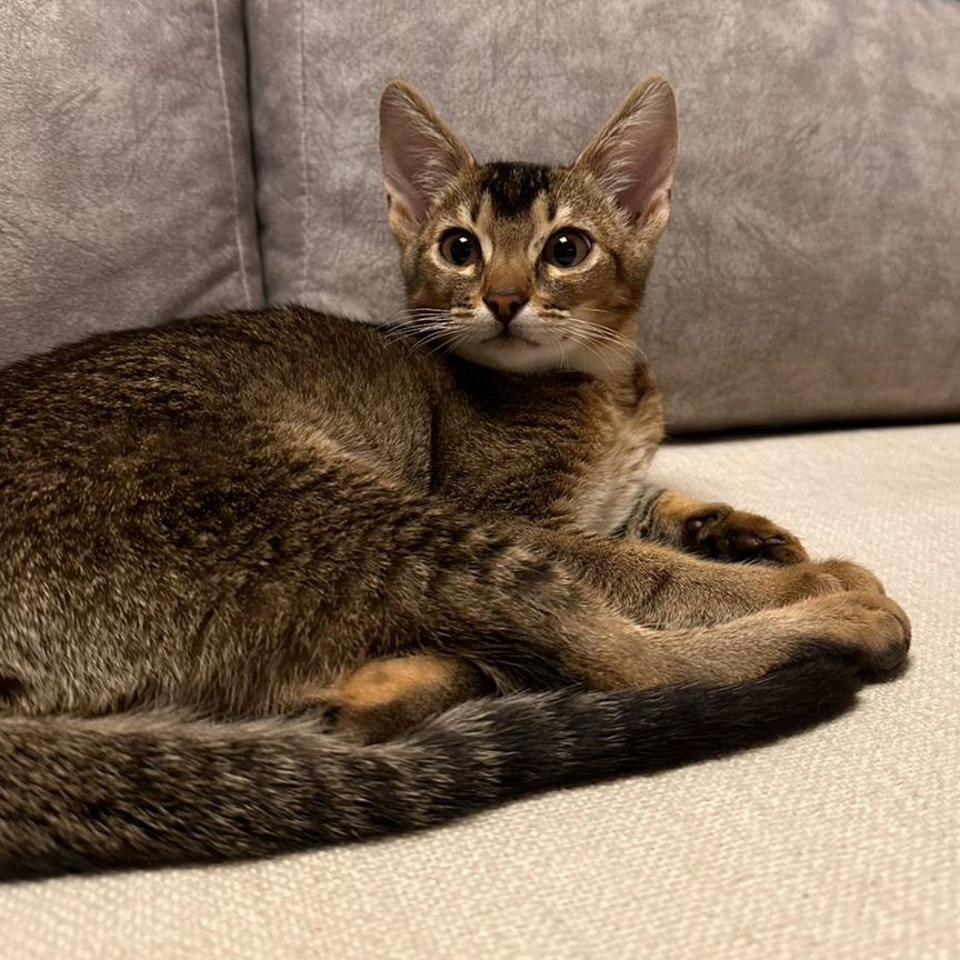 Аббисинский котёнок