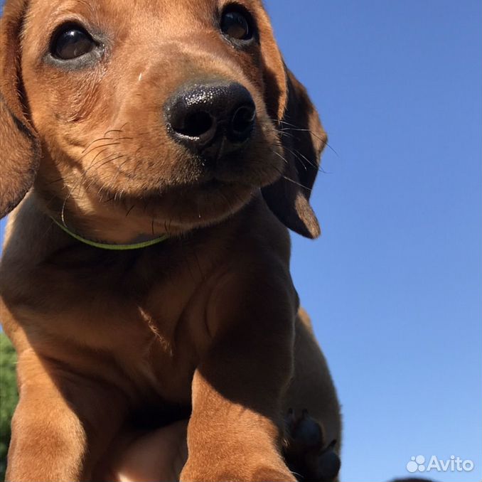 Щенки mini таксы