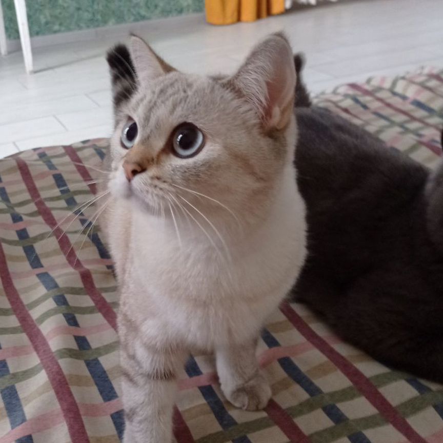 Кошка золотая шиншилла уфа