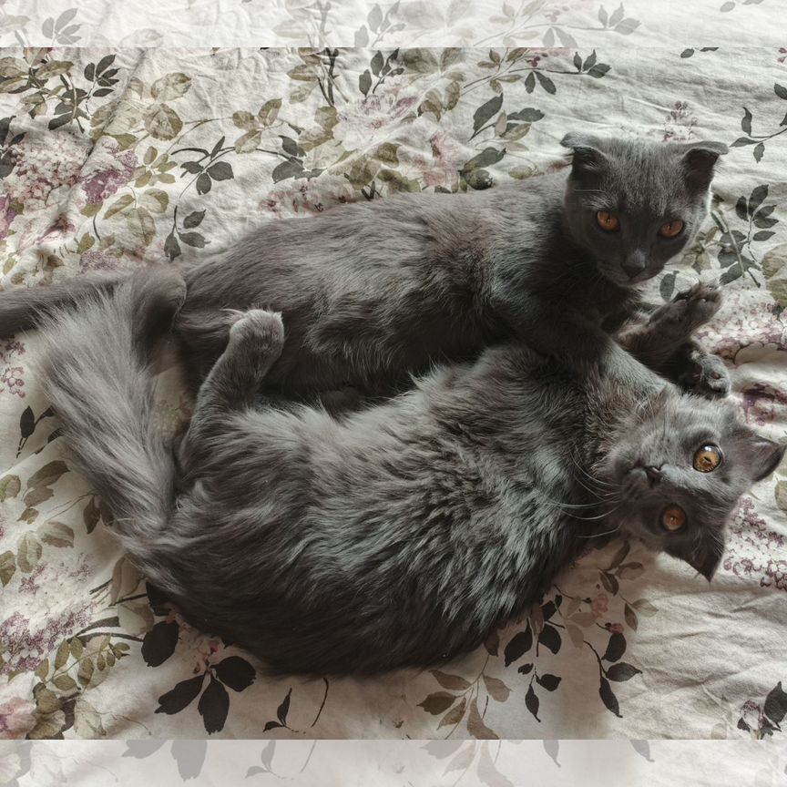 Британский короткошёрстный котёнок