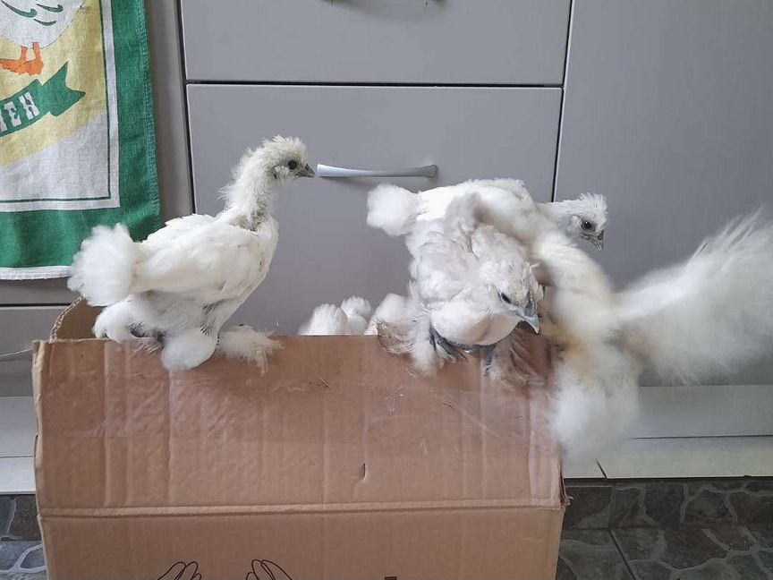 Цыплята кша