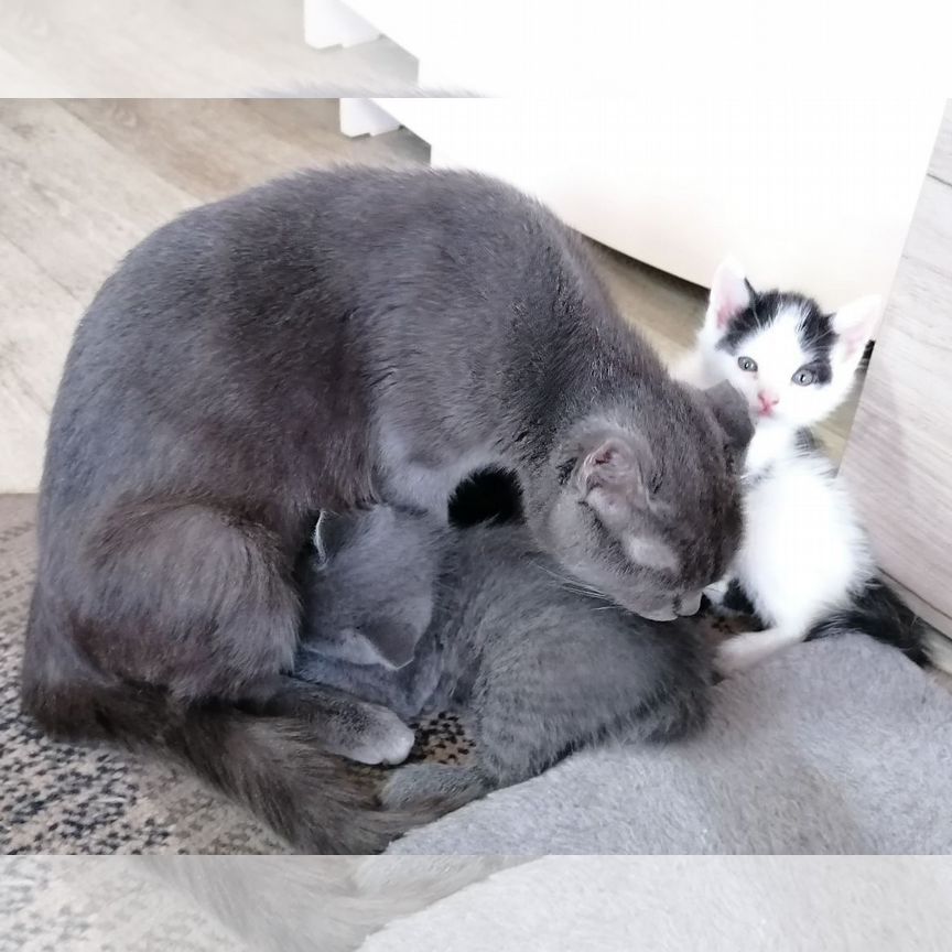 Котята
