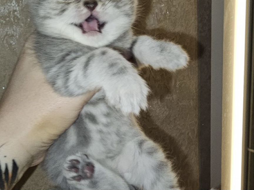 Шотландская коша девочка