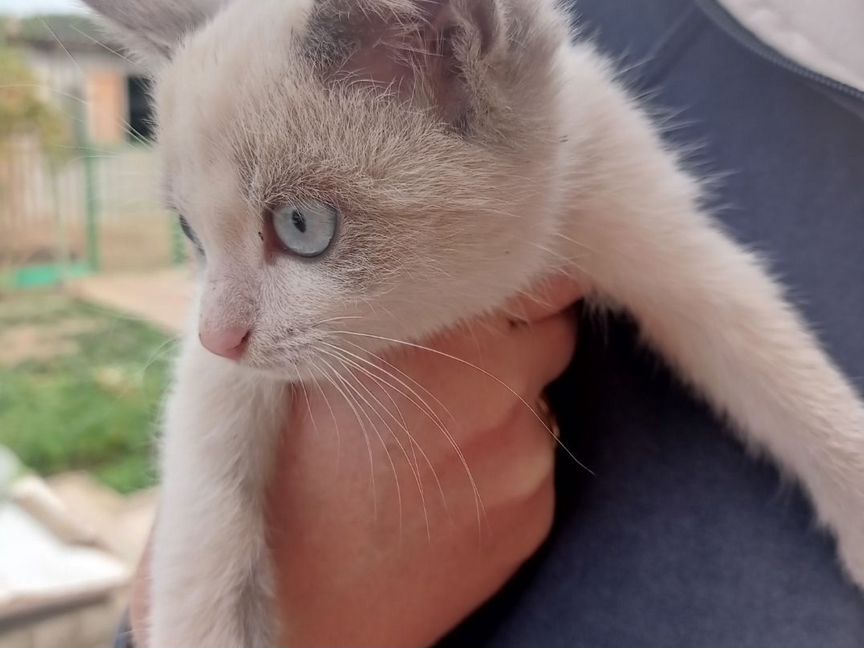 Котята