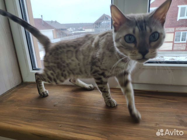 Бенгальская кошка в добрые руки