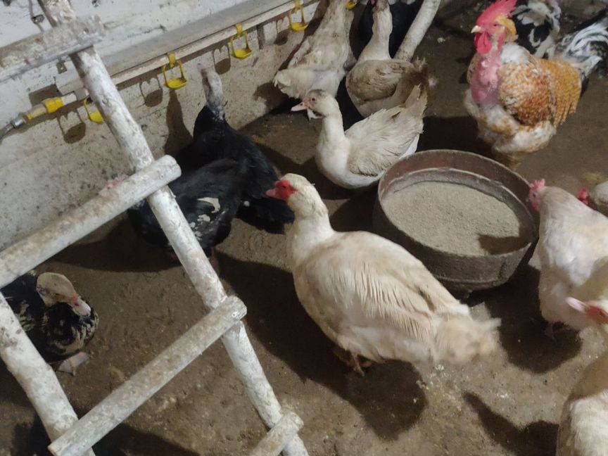 Семья индоуток