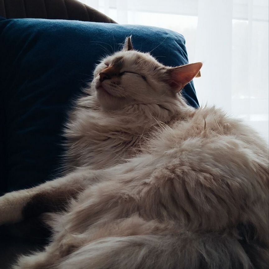 Кот ищет дом