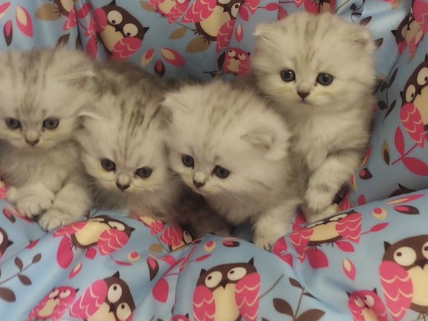 Британские котята
