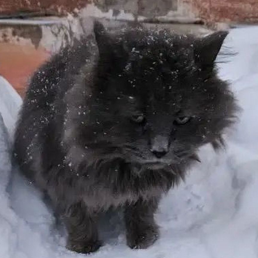 Взрослый кот в добрые руки