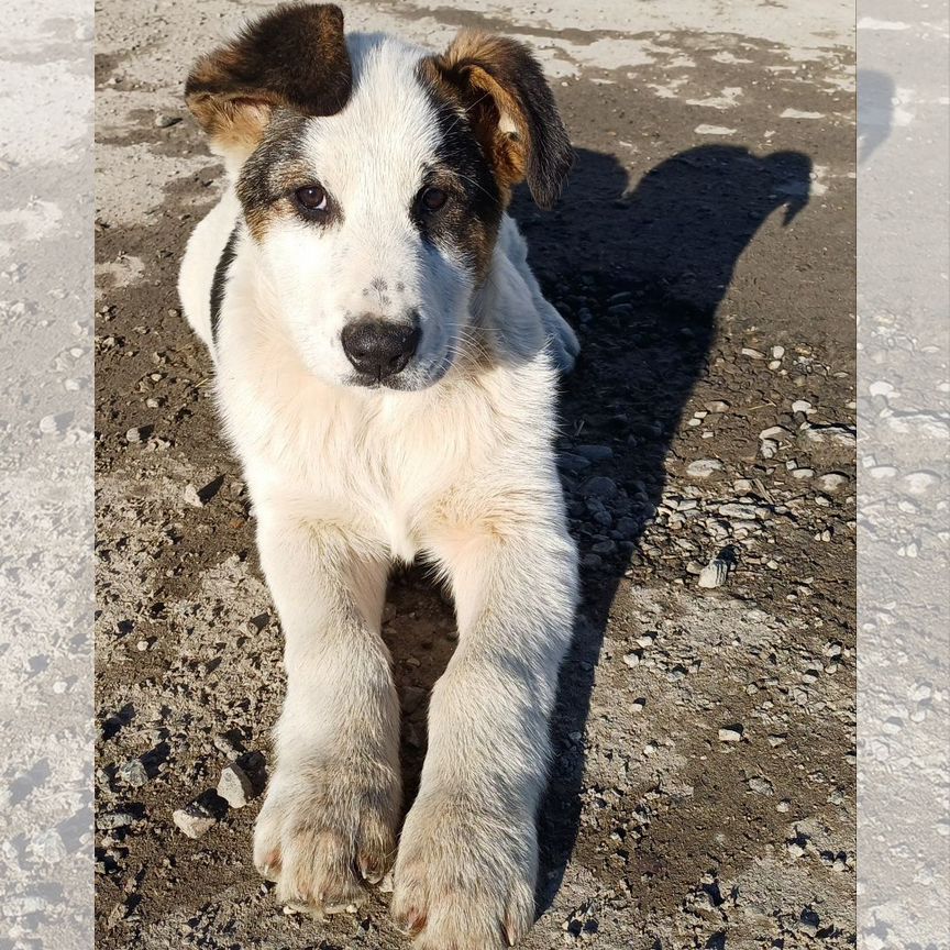 Щенок в добрые руки