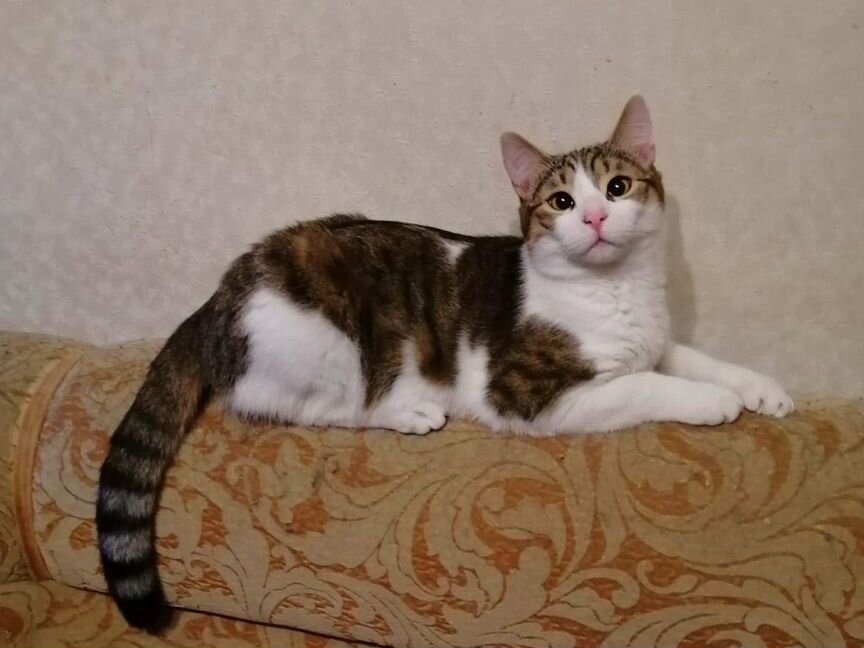 Очаровательный котик в поисках дома