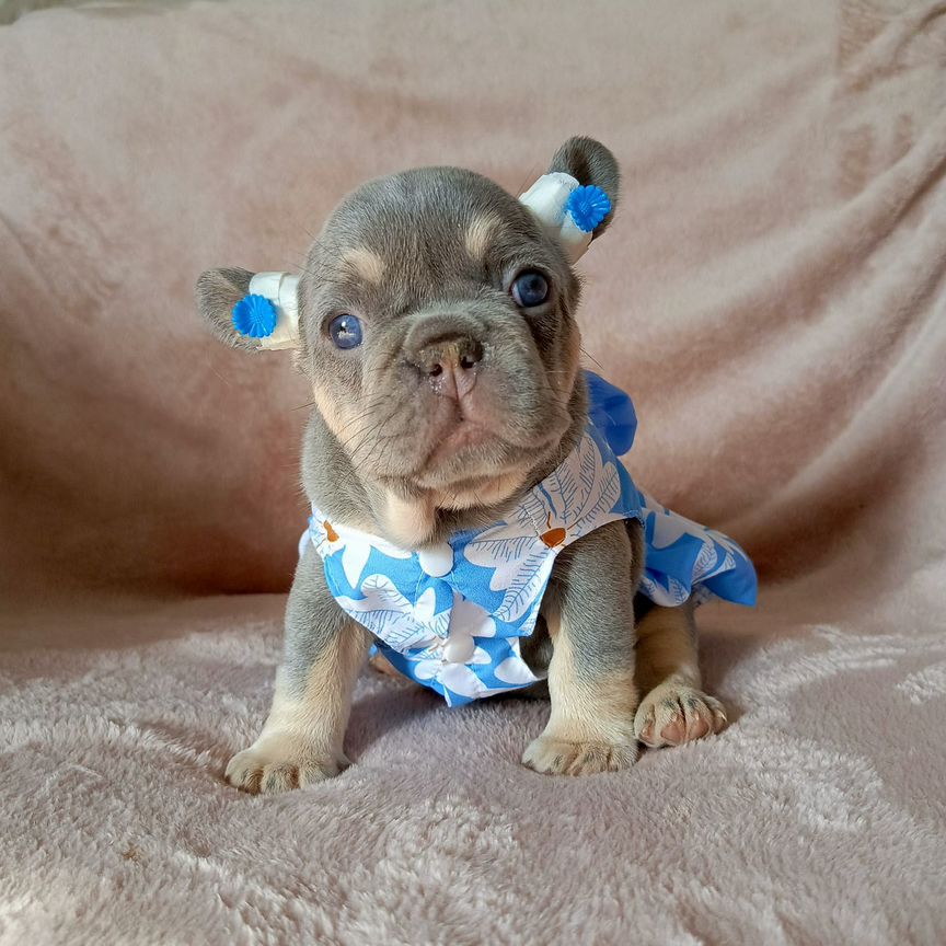 Кнопочка с васильковыми глазками(Изабелла Флаффи)