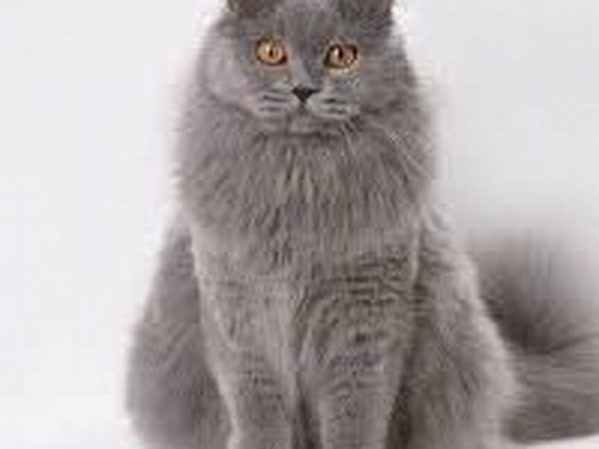 Котята британская длинношерстная