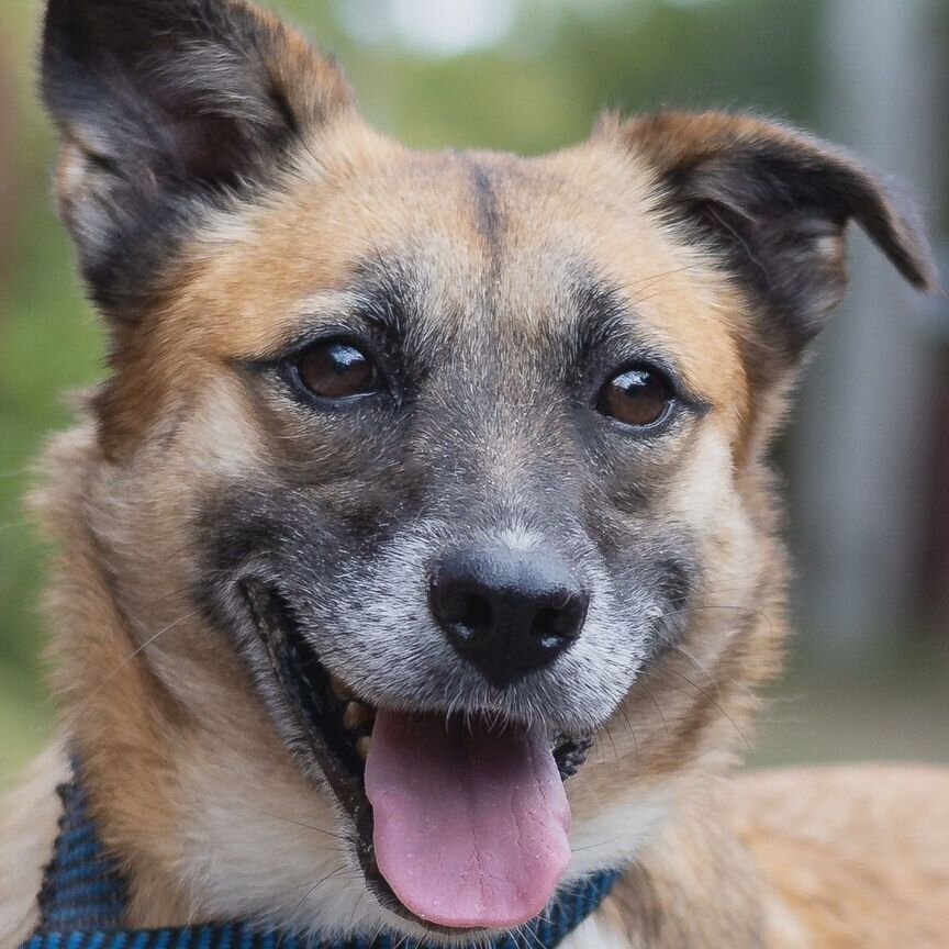 Шикарная собака Бася в хорошие руки