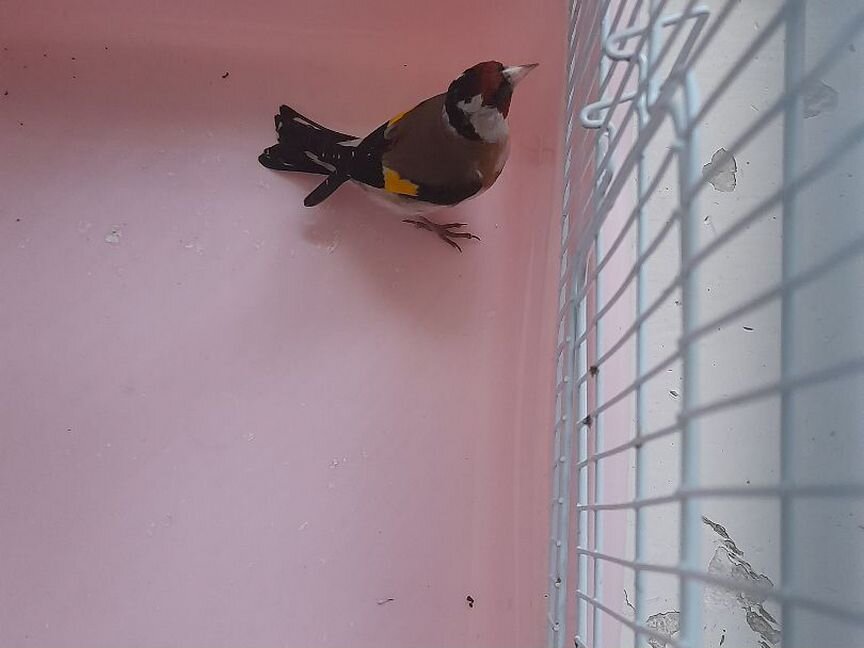 Птица щегол