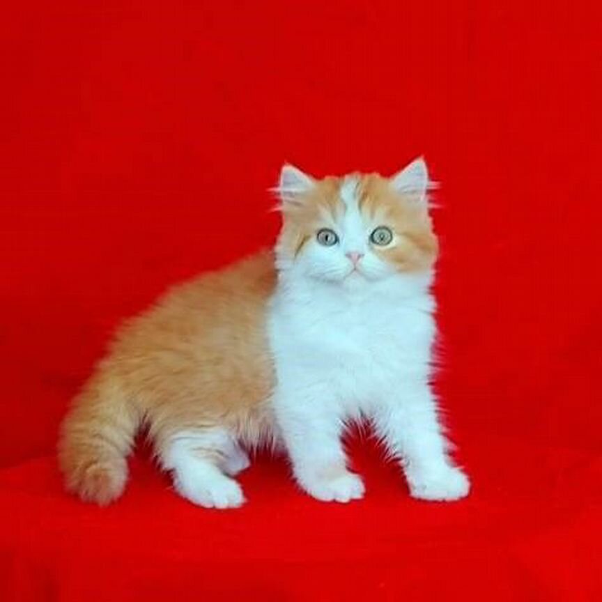 Рыжий котенок