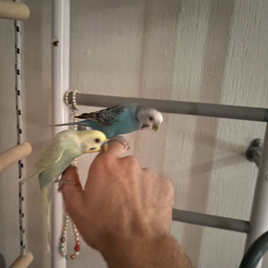 Волнистый попугай с клеткой Уралмаш, Верхняя Пышма