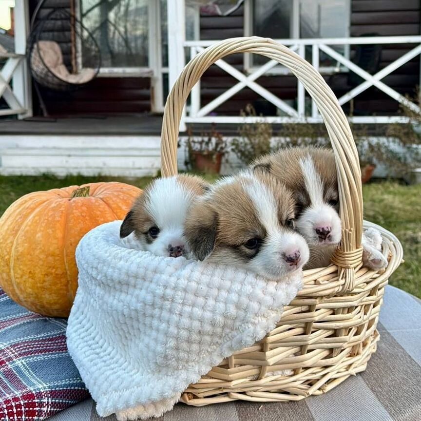 Вельш Корги Пемброк, щенок