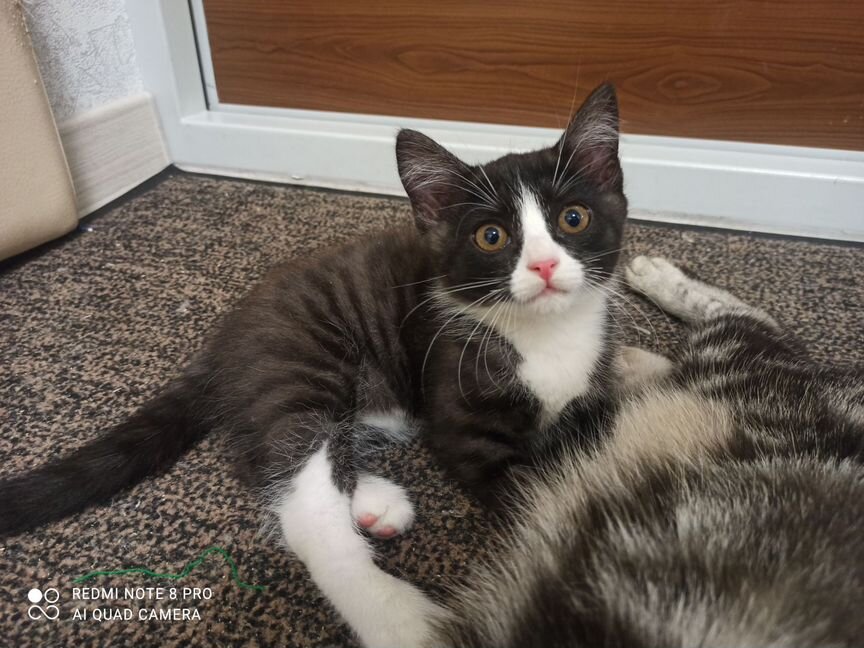 Котенок