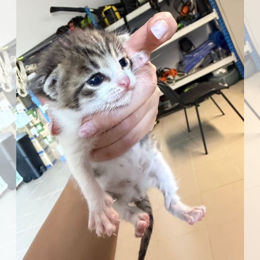 Котёнок в добрые руки