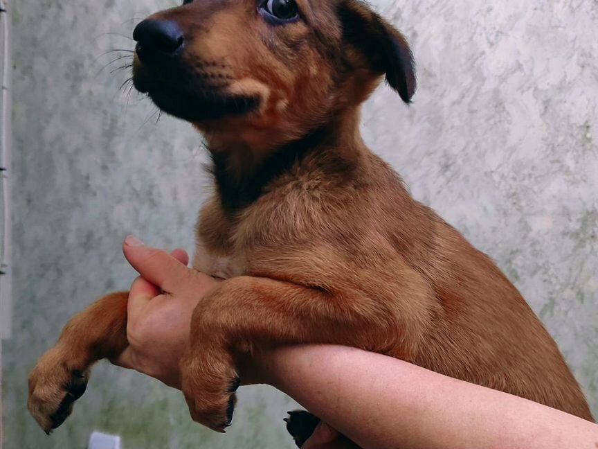 Щенок мальчик в добрые руки