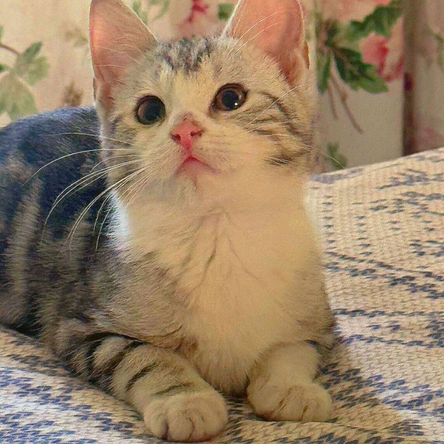 Котёнок в добрые руки