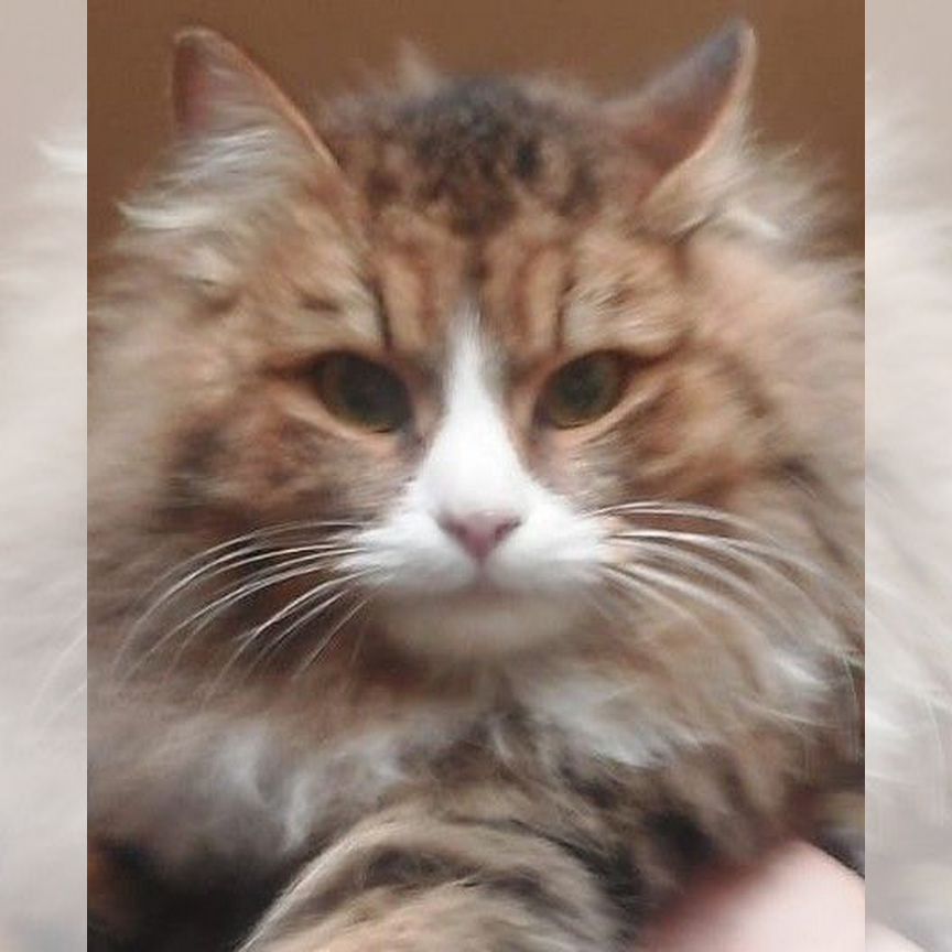 Шикарная кошка в поисках дома