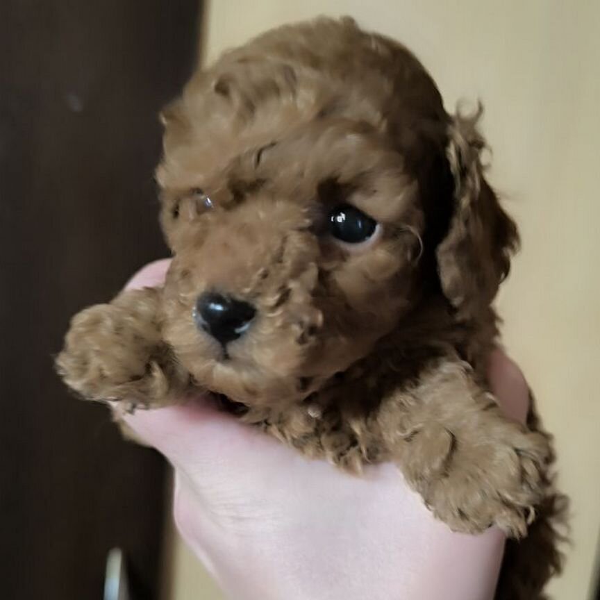 Той-пудель, щенок