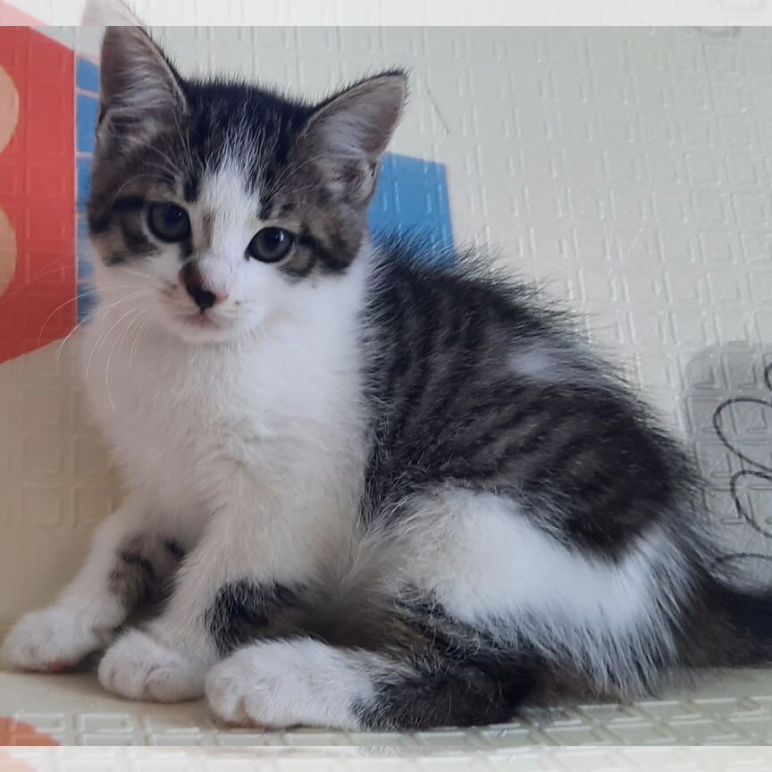 Котёнок в добрые руки