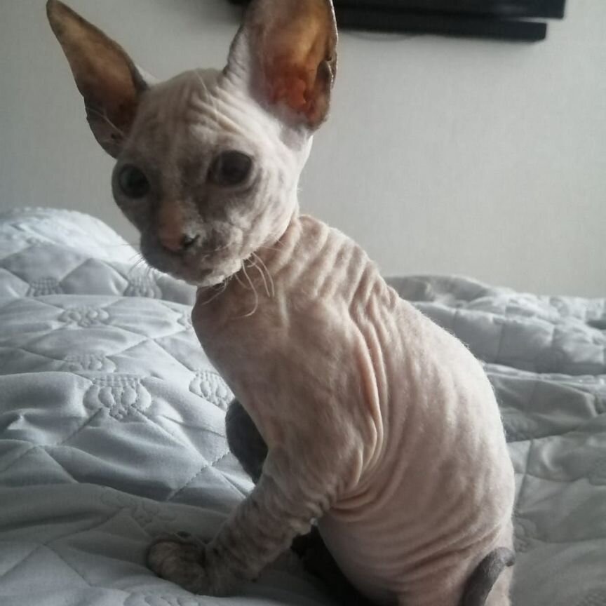 Канадский сфинкс