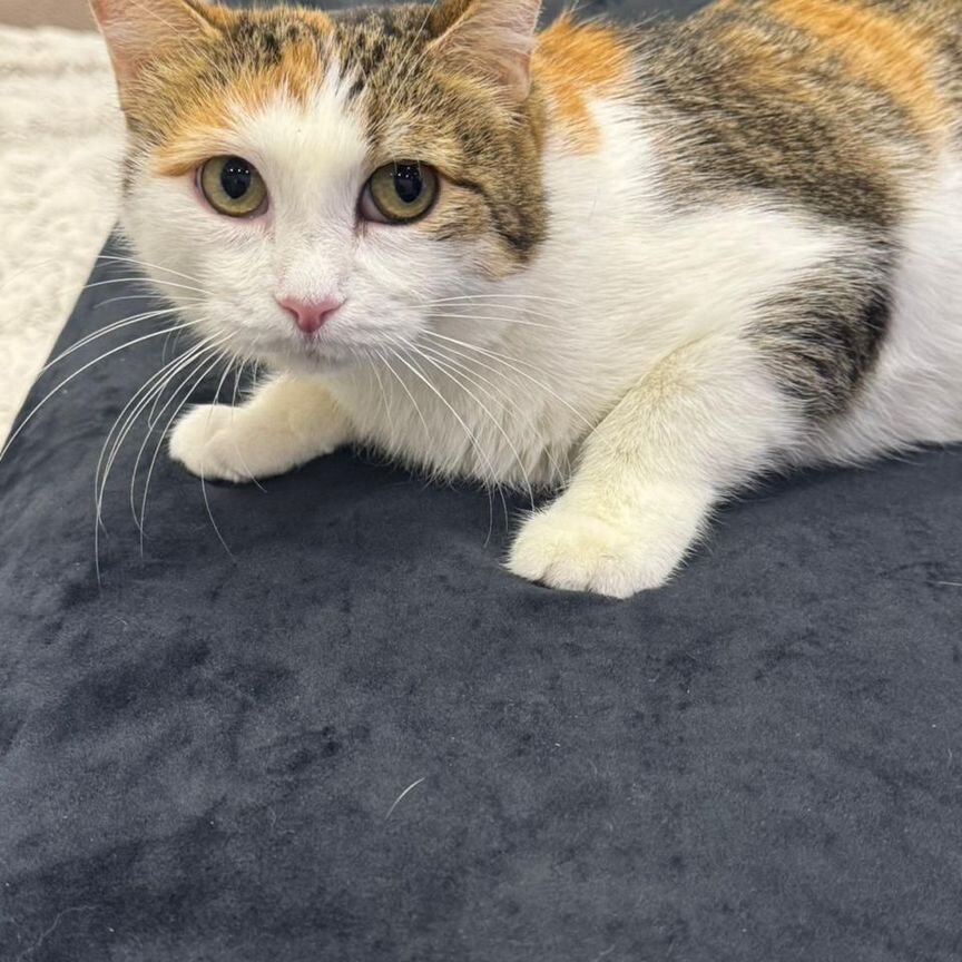 Трехцветная кошка
