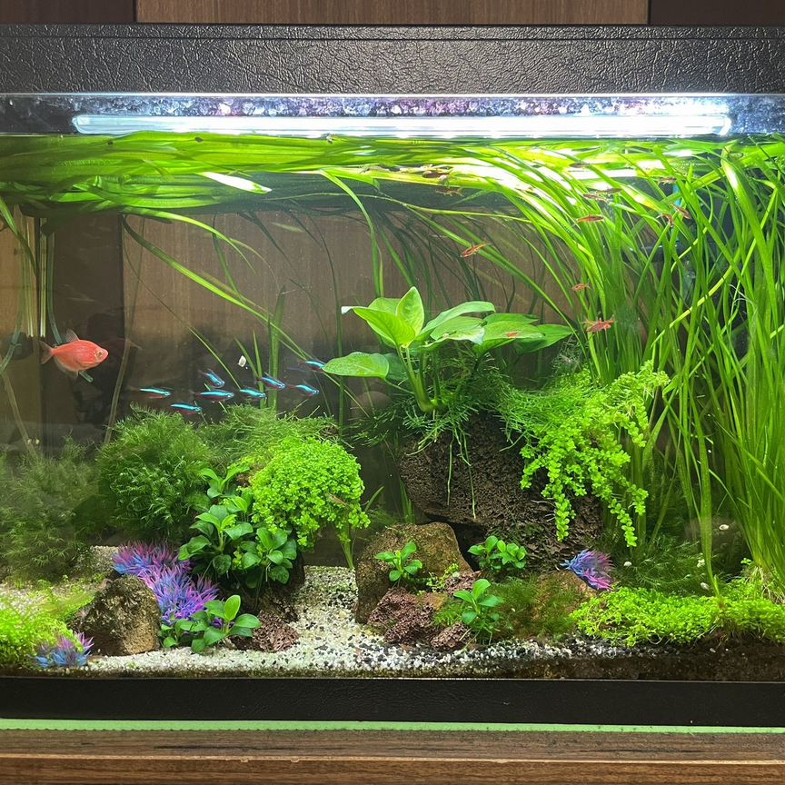 Аквариум действующий