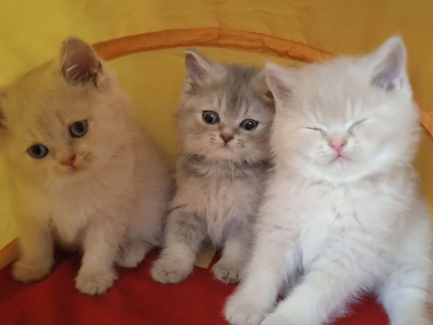 Шотландские котята кремовые серебро