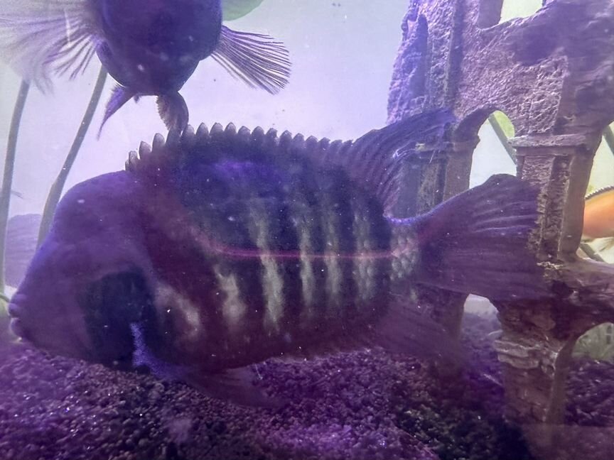 Рыбы цихлиды